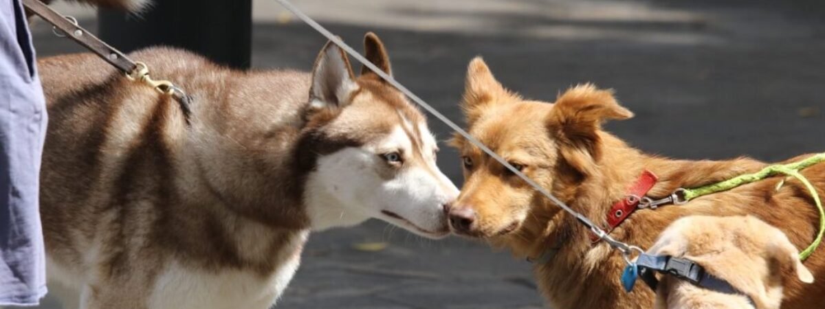 Introducing unfamiliar dogs - Jess' Dog Training