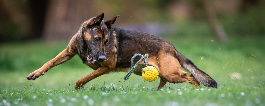 The Ball - Jess' Dog Training